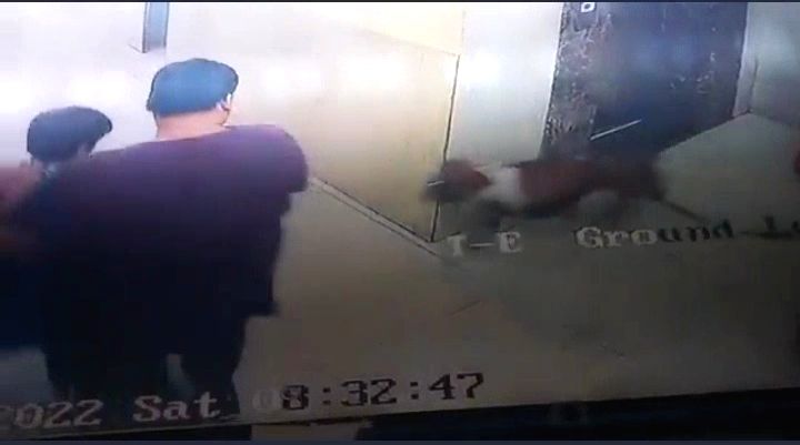 Free Photo: Pet boxer dog attacks child, incident captured in CCTV.