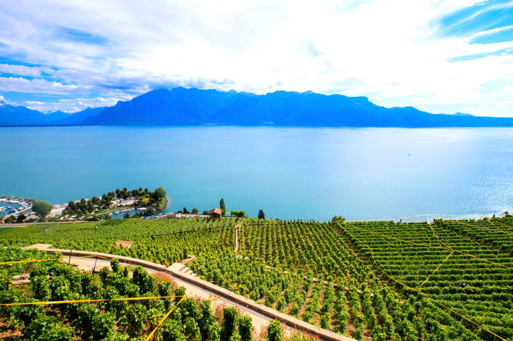 SWITZERLAND-LAVAUX-GRAPE VINEYARD TERRACE