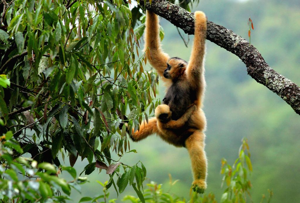 CHINA-YUNNAN-EASTERN BLACK CRESTED GIBBON