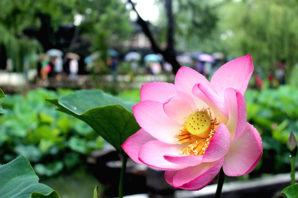 CHINA-SUZHOU-LOTUS FESTIVAL