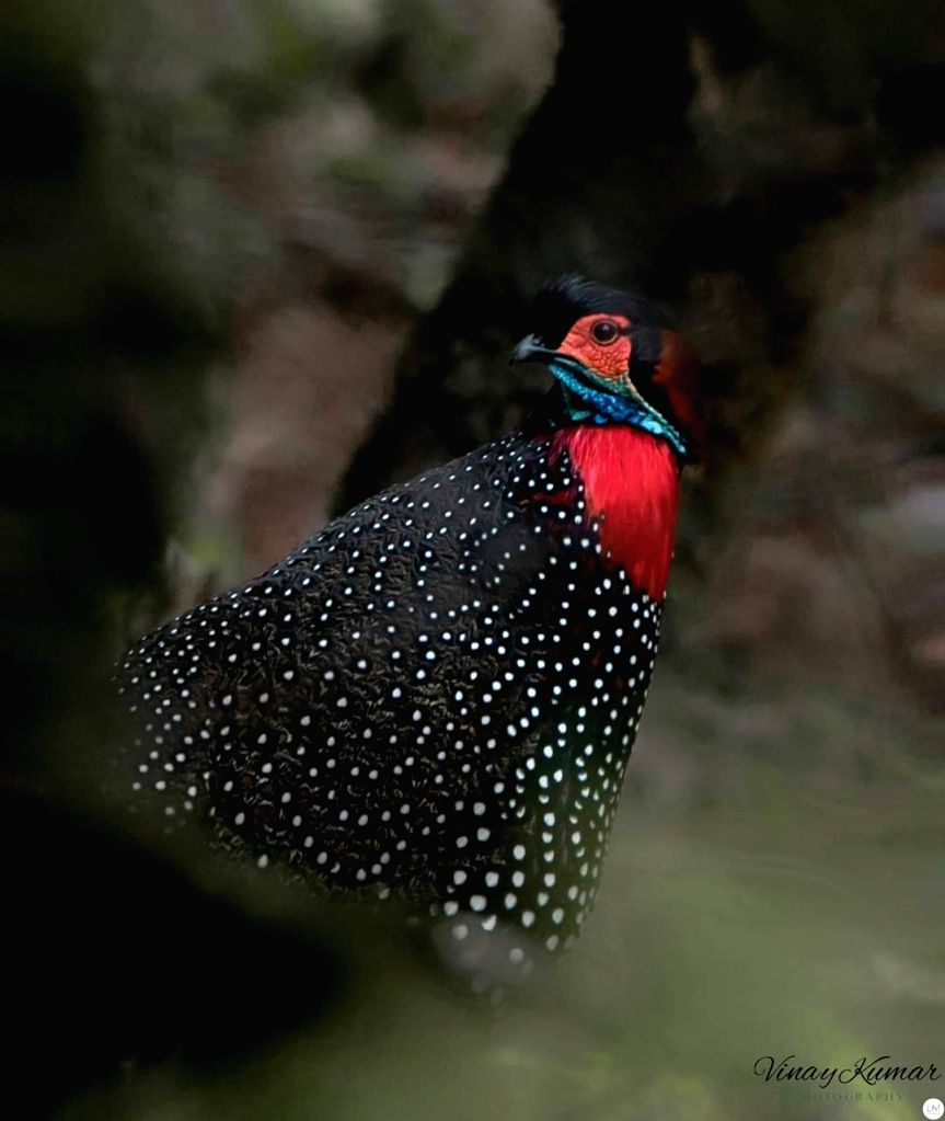 Free photo : Photography passion helps understanding western tragopan ...