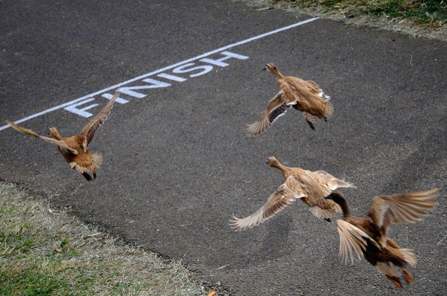Flying Ducks'Fantastic moments in Indonesia's 'Pacu Itiak