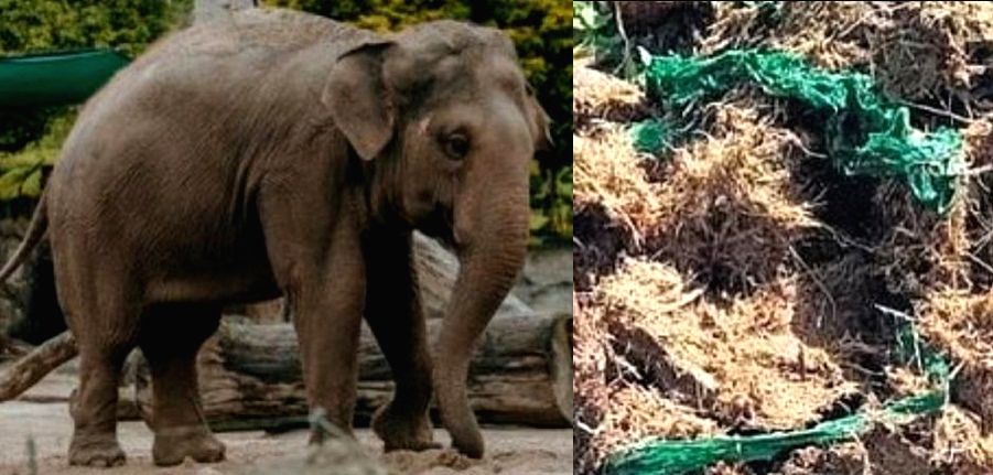 Plastic waste in elephant dung, TN's Valparai municipality in the dock
