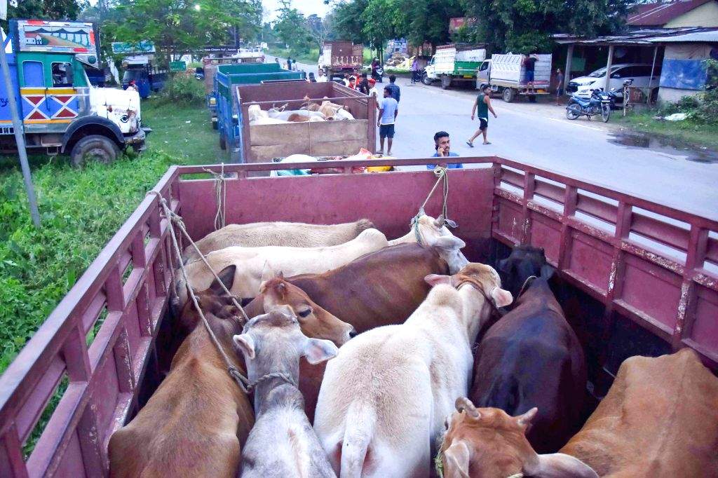 Police Seize Vehicle with Illegally Transported Cattle