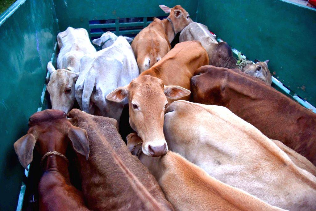 Police Seize Vehicle with Illegally Transported Cattle