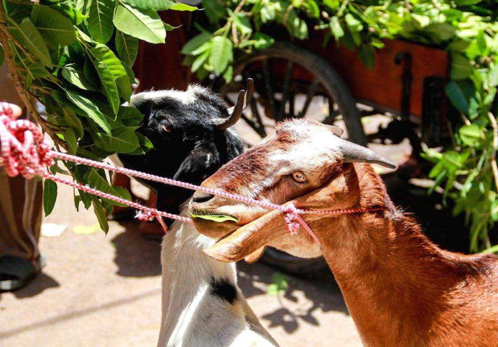 Preparations for Eid al-Adha