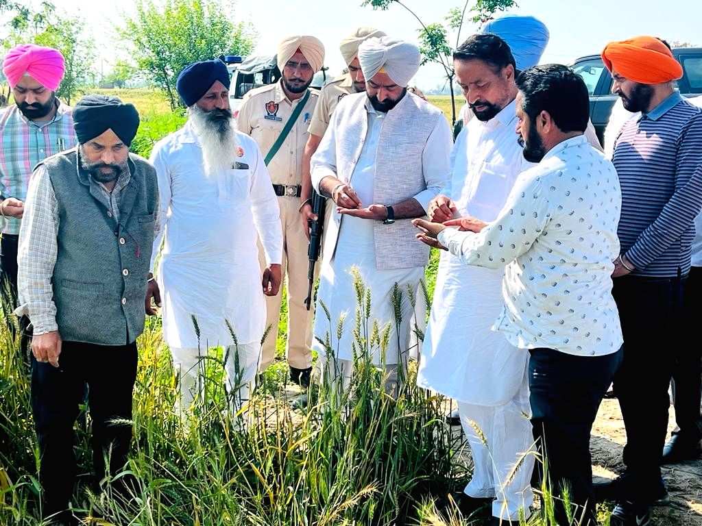 Punjab CM asks MLAs to expedite wheat crop loss relief