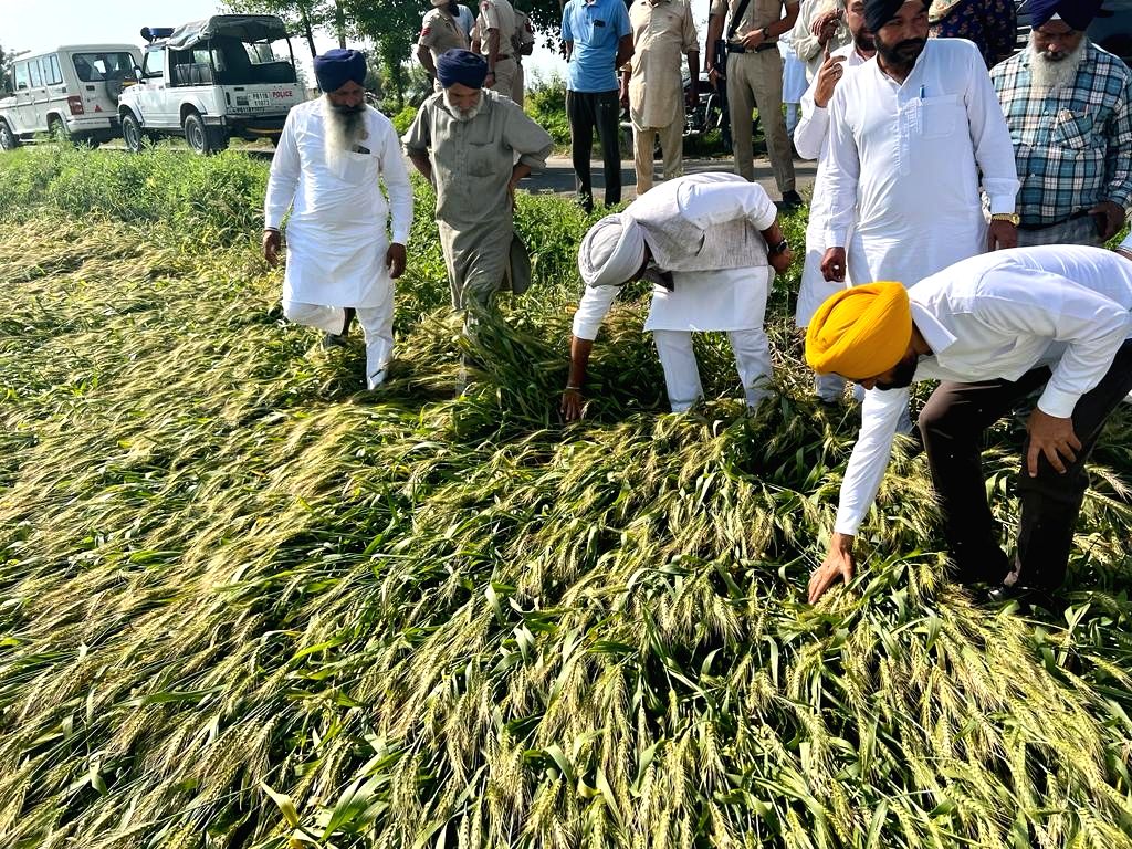 Punjab CM asks MLAs to expedite wheat crop loss relief