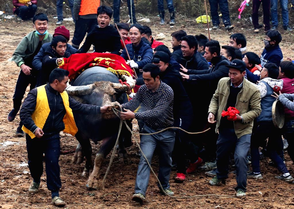 CHINA-GUIZHOU-BULLFIGHTING