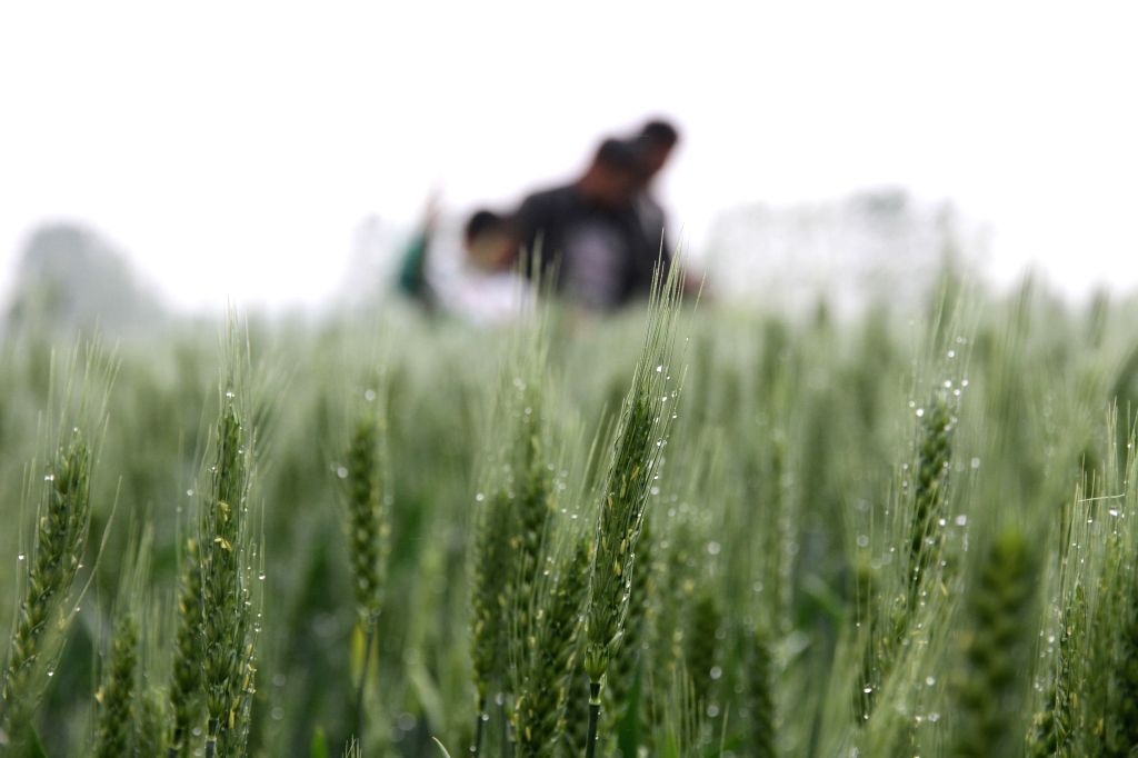 Rabi crops acreage up 7%, better output expected