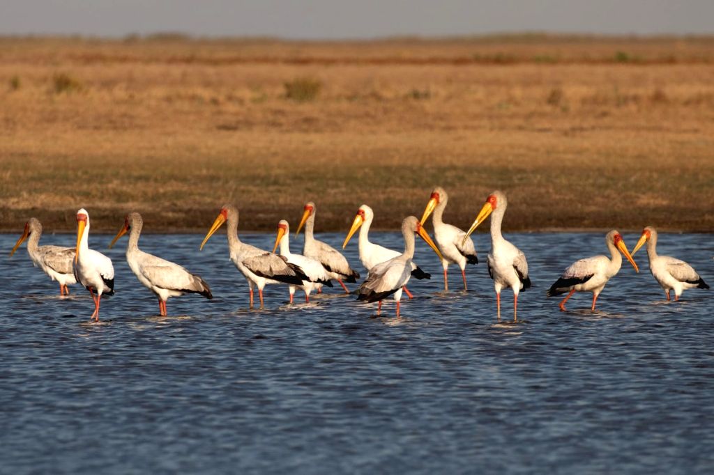 Ranges of storks rising in India, but declining in Africa: Ornithologists