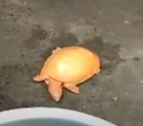 Free Photo: Rare golden turtle rescued in Odisha
