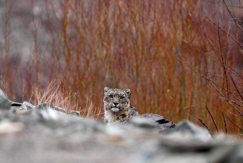 Rare snow leopard spotted near Shang village in Ladakh