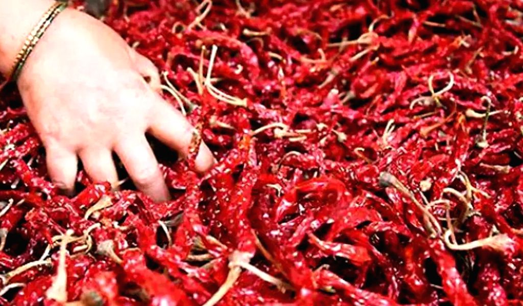 Red chilly farmers in TN demand MSP as prices fall drastically