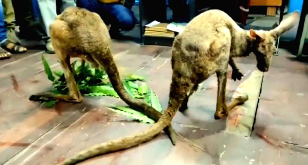 Free photo : Rescued Australian Kangaroo dies of food- poison ay ...
