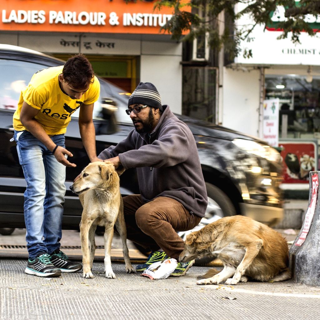 Anti-rabies mass vaccination drive, more than 1000 dogs vaccinated
