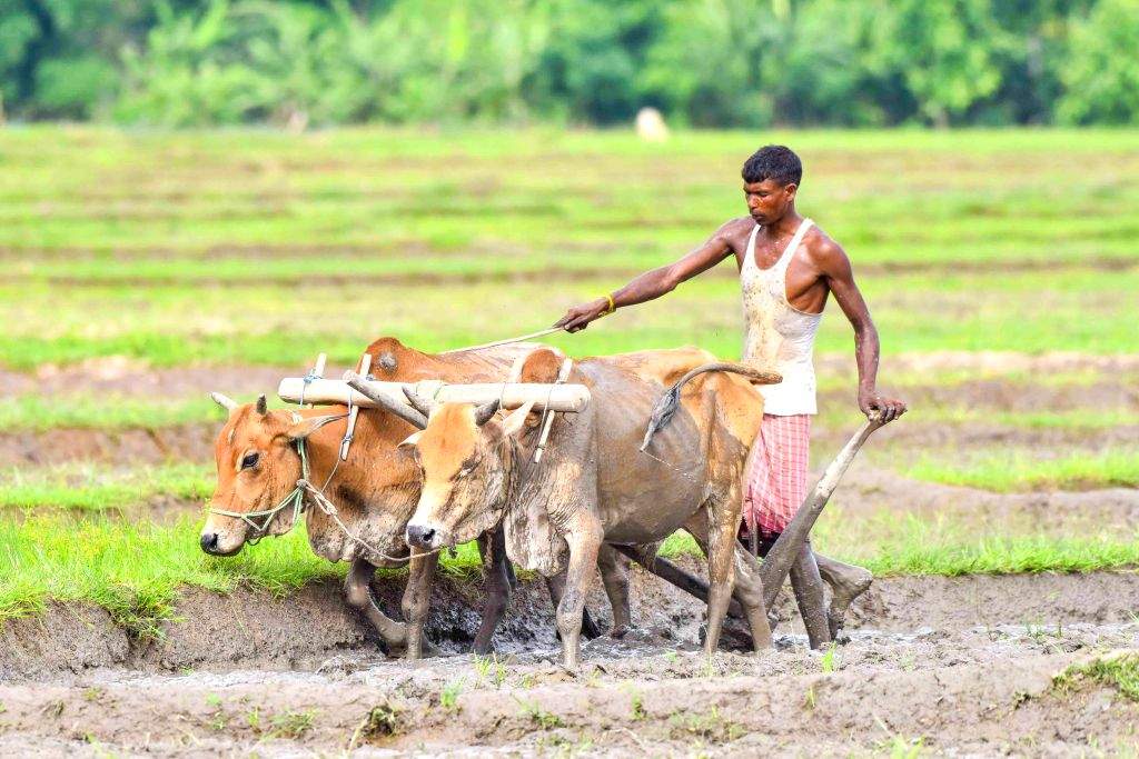 Rice Transplantation Begins in Assam’s Nagaon District
