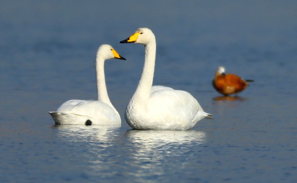 CHINA-SHANDONG-RIZHAO-MIGRATORY BIRDS