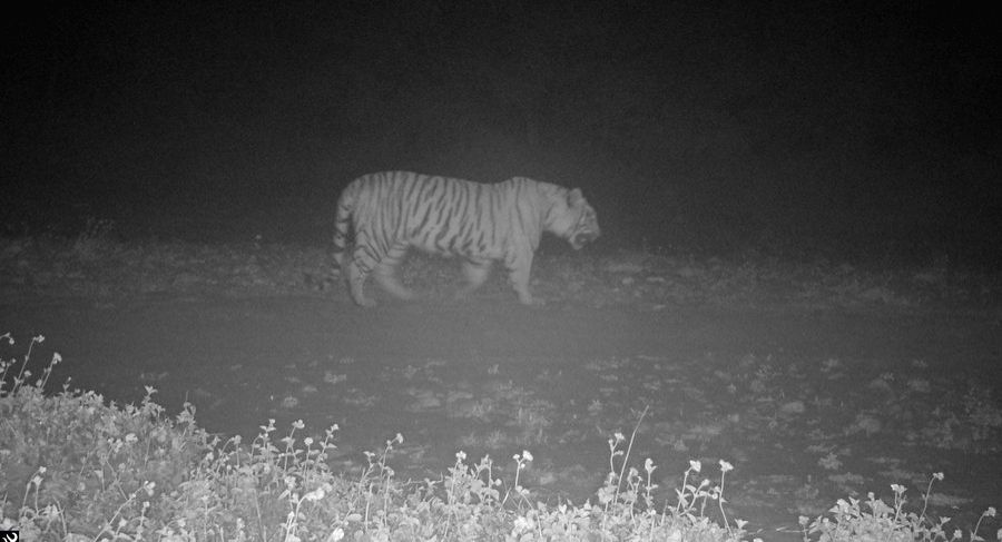 Free photo :Roaring cheers: Adult tiger caught on camera-trap in ...