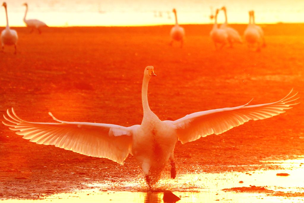 CHINA-SHANDONG-RONGCHENG-WHOOPER SWANS