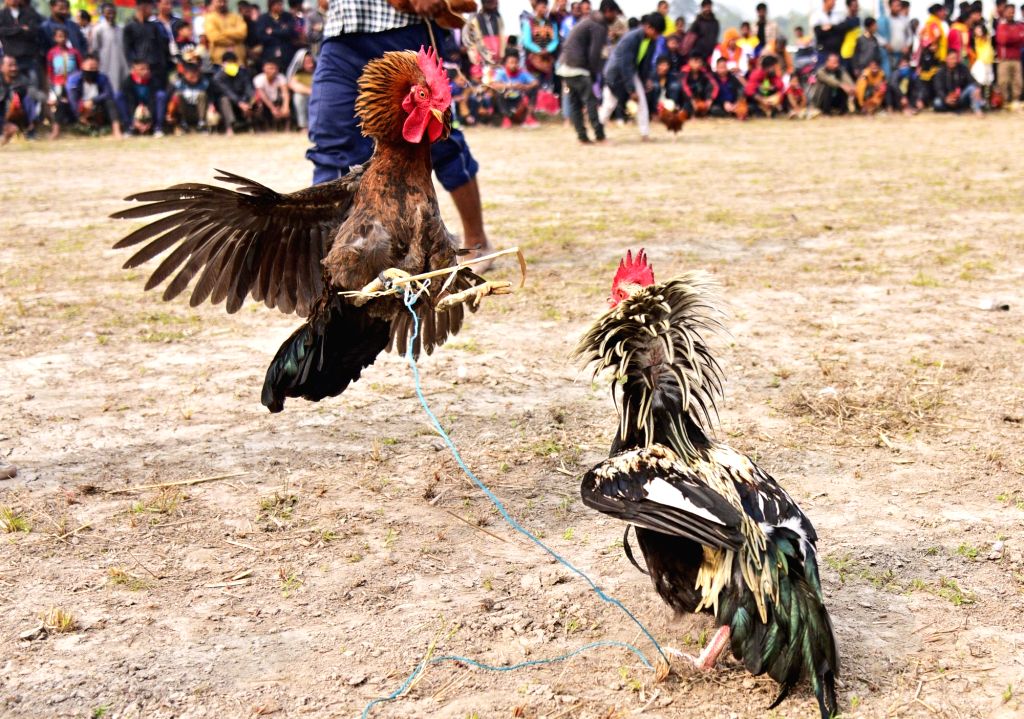 Roosters in a traditional cockfight