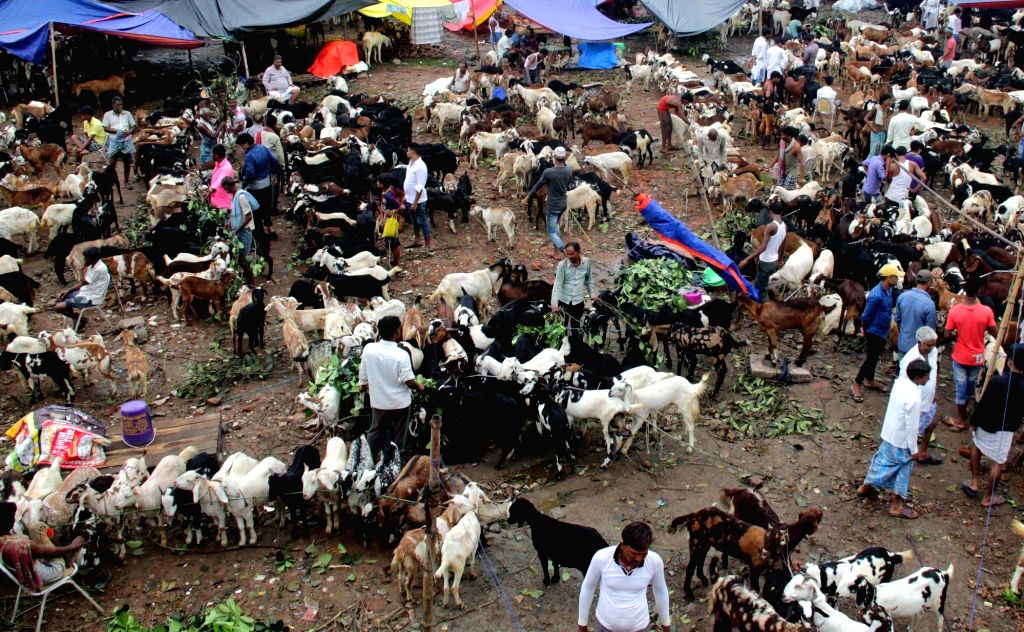 Kolkata Sacrificial Animals Being Sold Ahead Of Eid Al Adha
