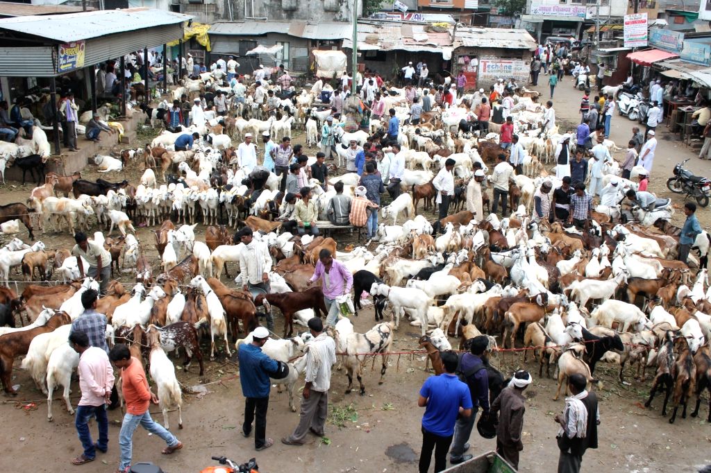 Eid al-Adha - Mominpura Bakra Mandi