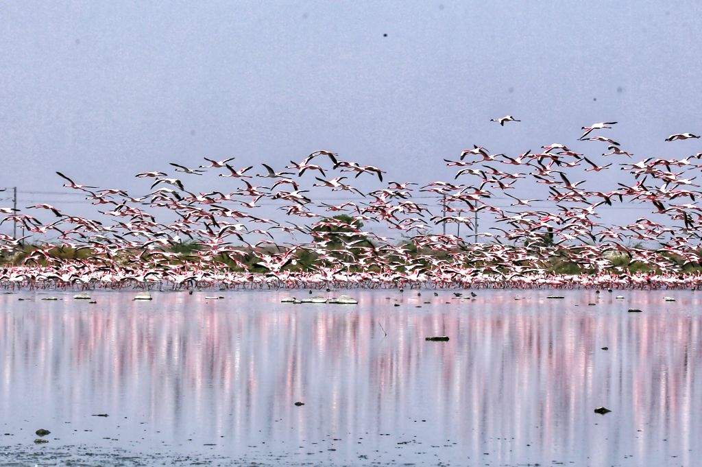 Sambhar Lake Turns Pink with Flamingo Arrival in Jaipur