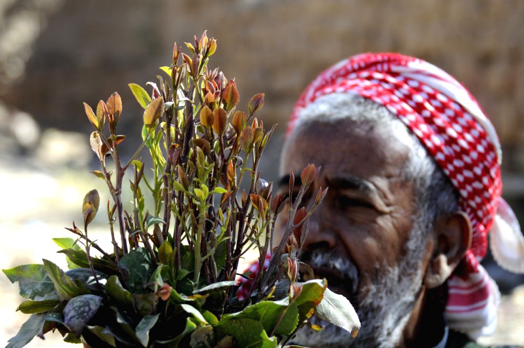 YEMEN-SANAA-KHAT