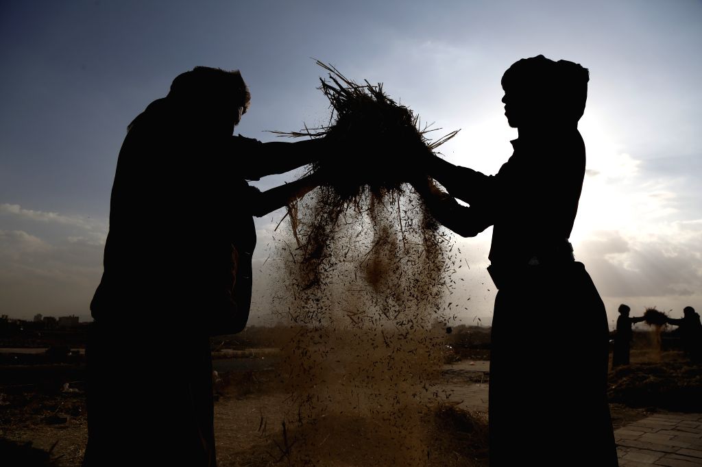 YEMEN-SANAA-HARVEST-BARLEY