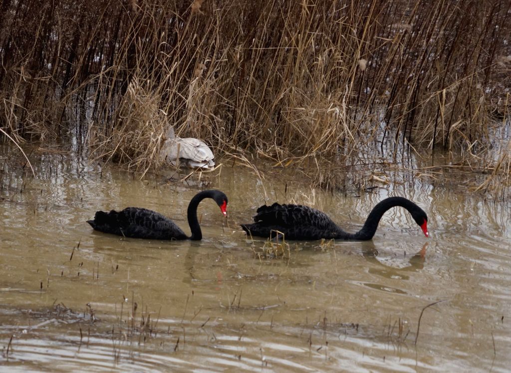 CHINA-HENAN-SANMENXIA-SWAN