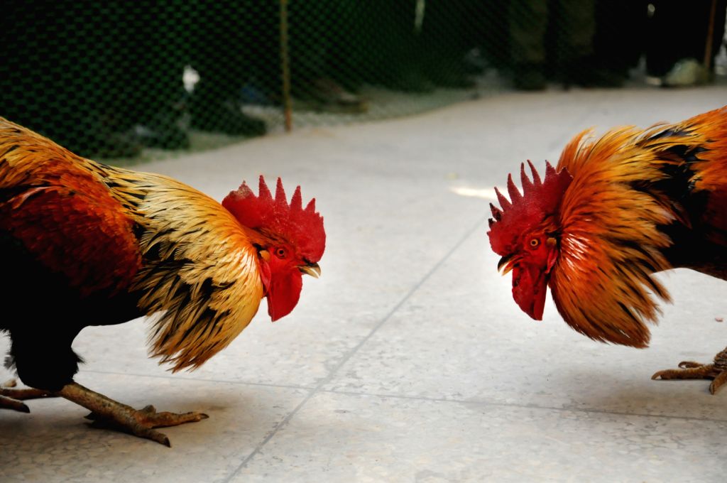 A cockfighting competition in Shangsi County