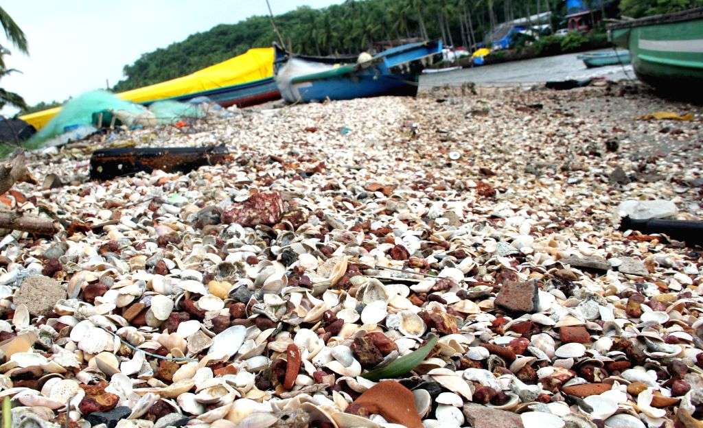 Shells spread across Nerul beach