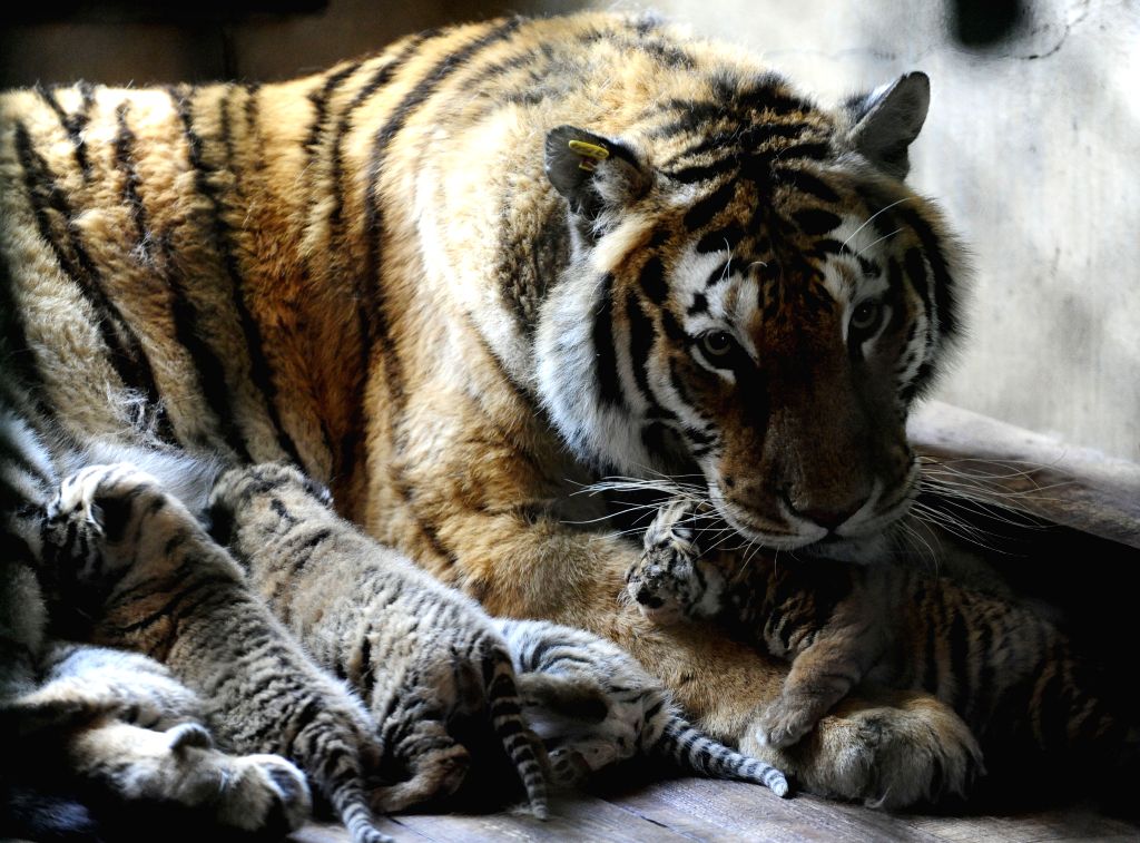 CHINA-SHENYANG-SIBERIAN TIGER-CUBS