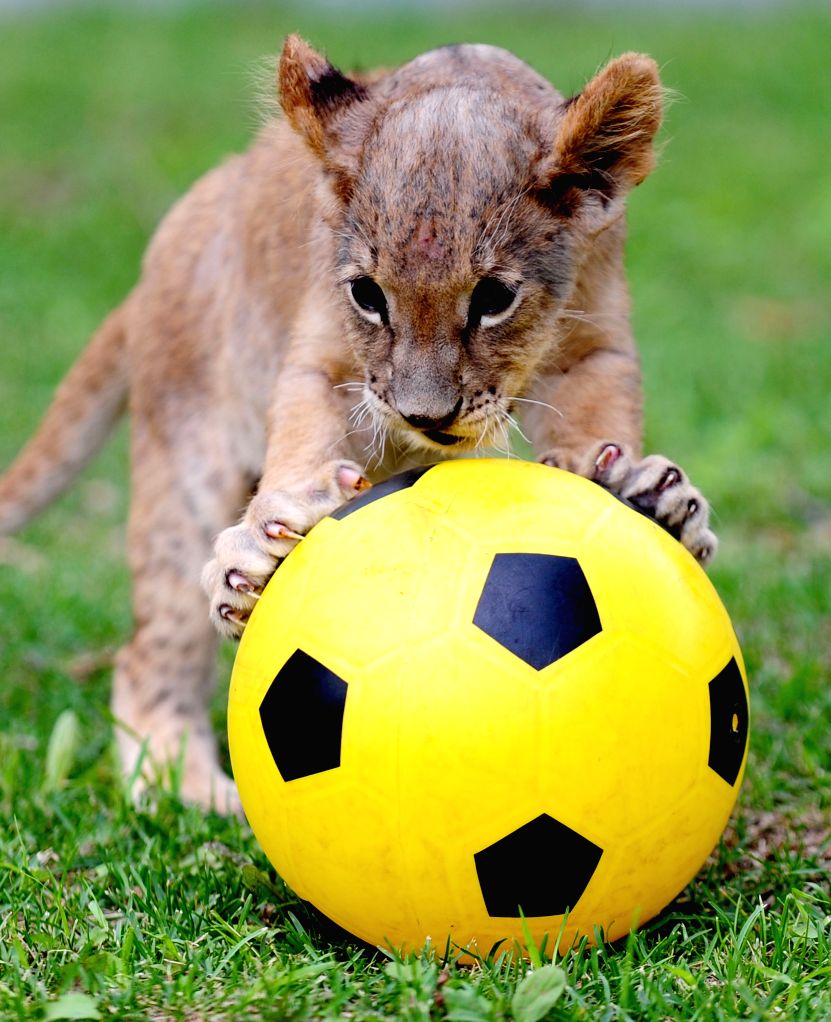 Tiger and lion cubs compete in a "soccer game"