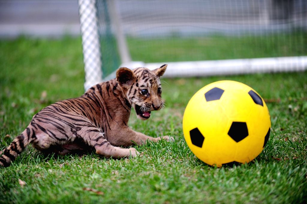 Tiger and lion cubs compete in a "soccer game"