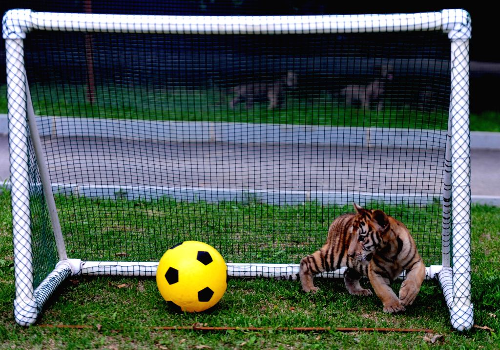 Tiger and lion cubs compete in a "soccer game"
