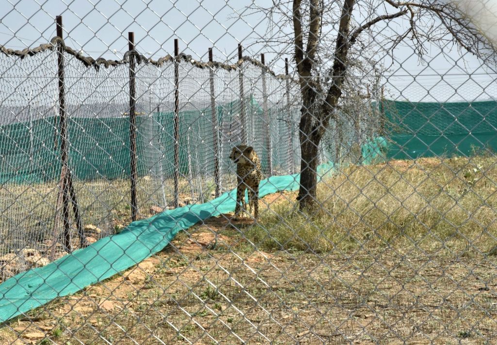 12 more cheetahs released at Kuno National Park in MP