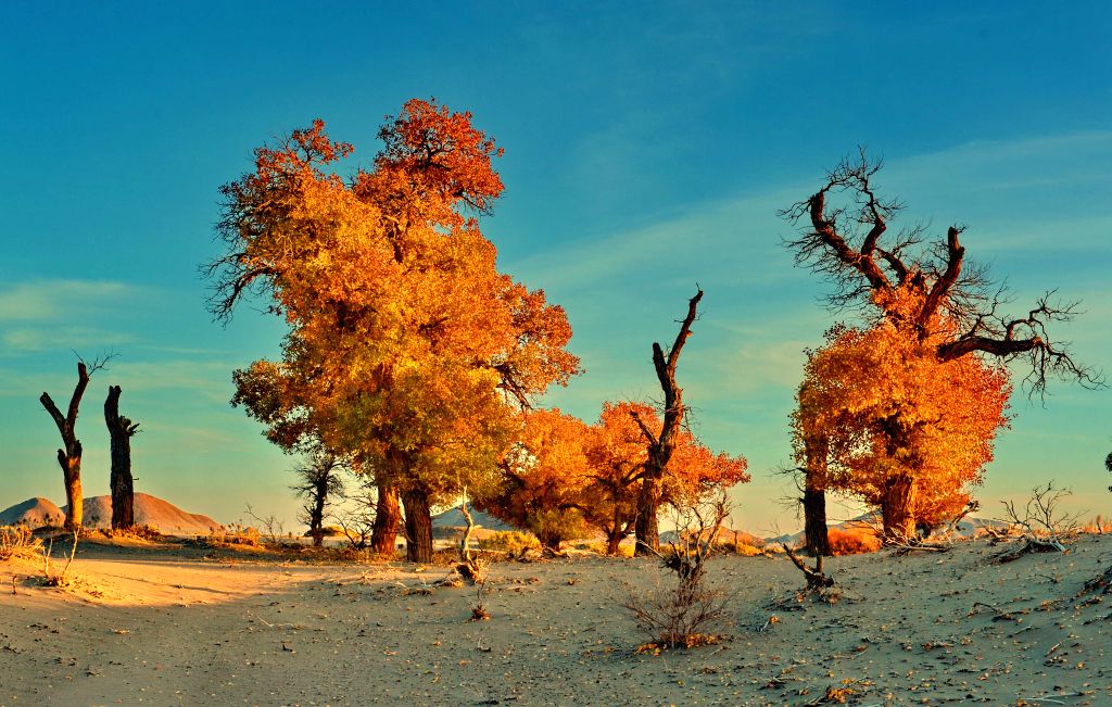 Ejina Banner: Populus euphratica forest