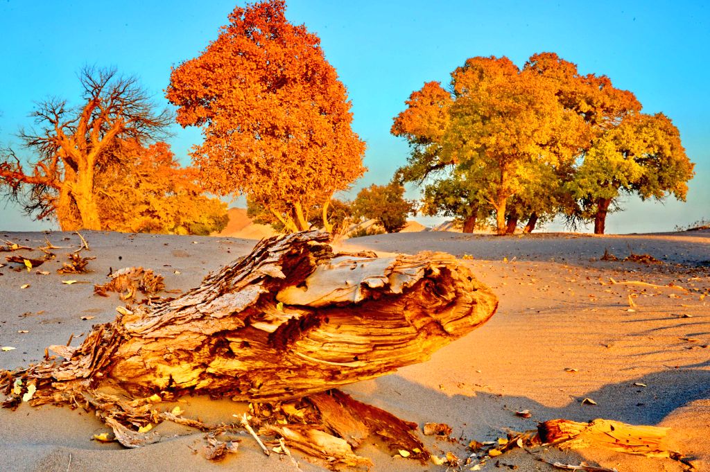 Ejina Banner: Populus euphratica forest