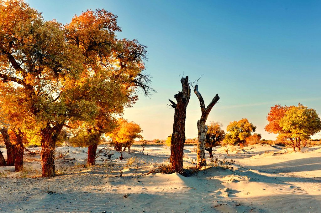 Ejina Banner: Populus euphratica forest