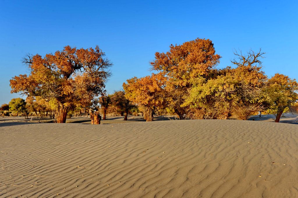 Ejina Banner: Populus euphratica forest