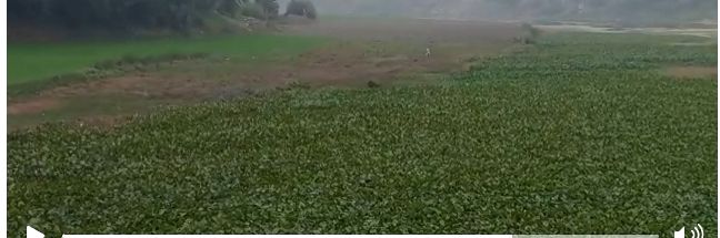 Free Photo : 'Shootout' of stray dogs in Bihar's Begusarai.