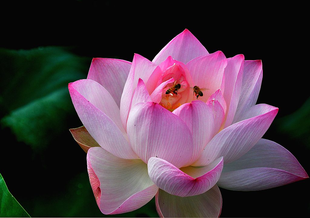 Lotus flower blossom