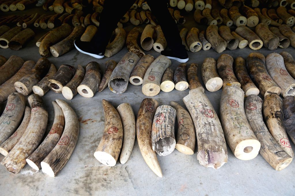 SINGAPORE-SEIZURE-ELEPHANT IVORY-PANGOLIN SCALES