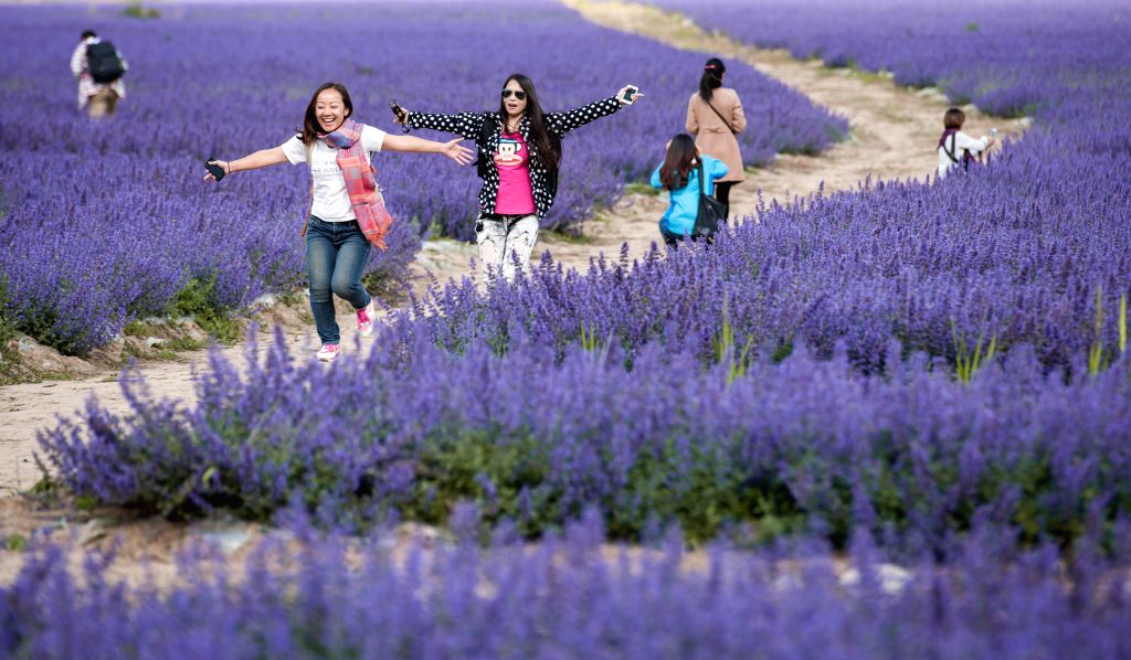 Tourists enjoy themselves among lavender in Chuanzhusi Town of Songpan ...