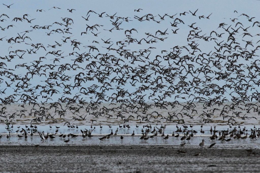 INDONESIA-SOUTH SUMATRA-BIRDS MIGRATION