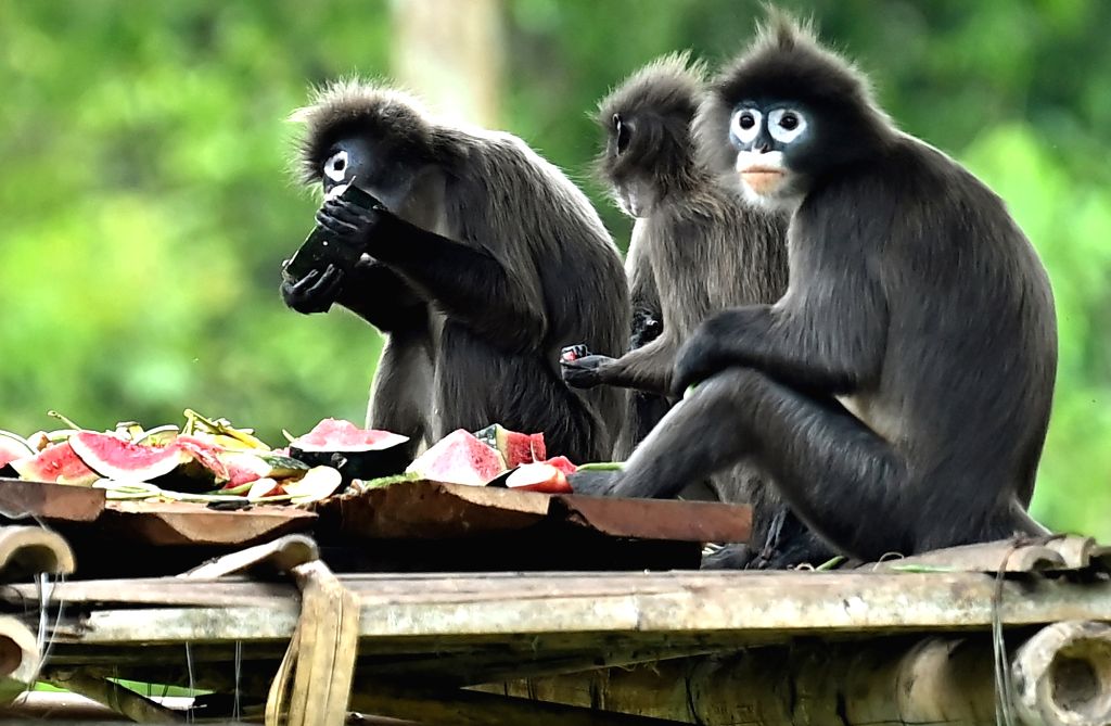 : Agartala : Spectacled leaf monkeys are seen eating watermelon