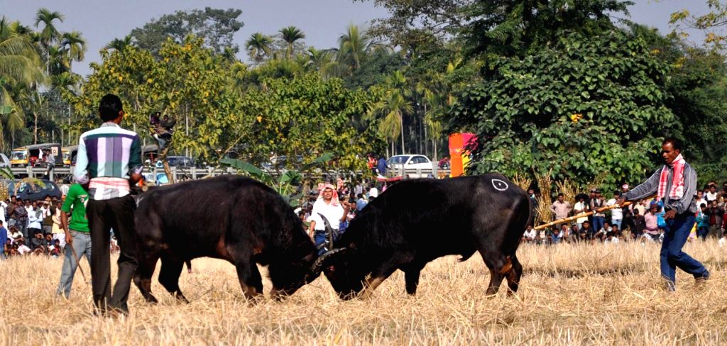 Bull-fight