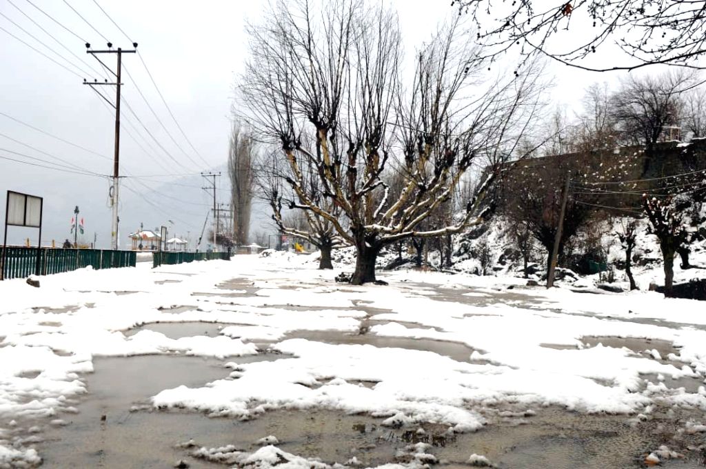 Srinagar :A snow covered tree near Dal Lake after fresh snowfall